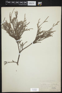 Chamaecyparis pisifera ‘filifera pendula’ – NSF Museums Project